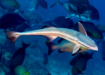 鲈形目 Perciformes 蓝色动物学（中国动物学科普）